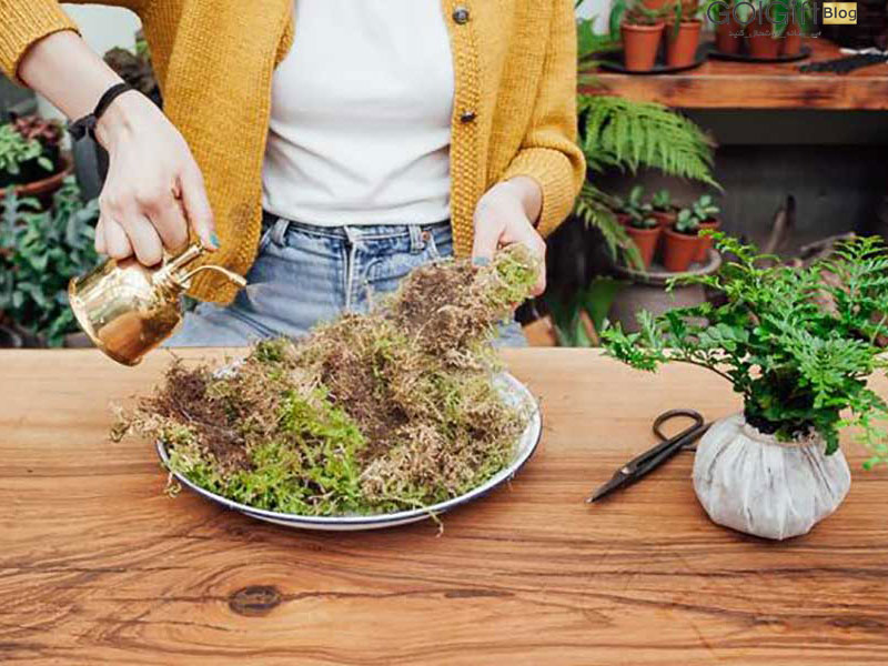 کاربرد خزه در گلدان | گل گیفت