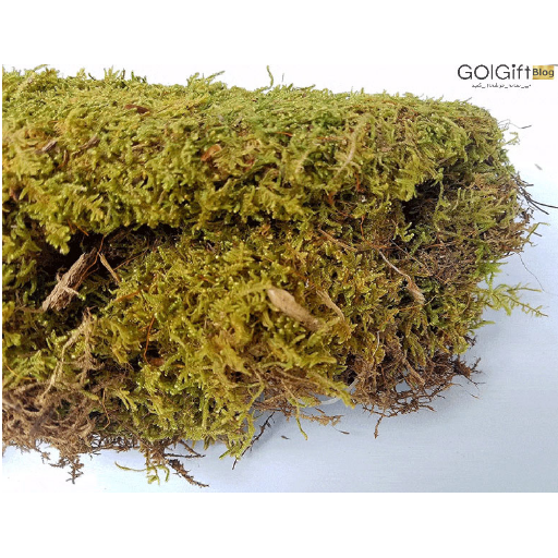 کاربرد خزه در گلدان | گل گیفت